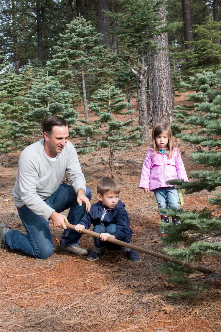 Alta's Little Bear Christmas Tree Farm